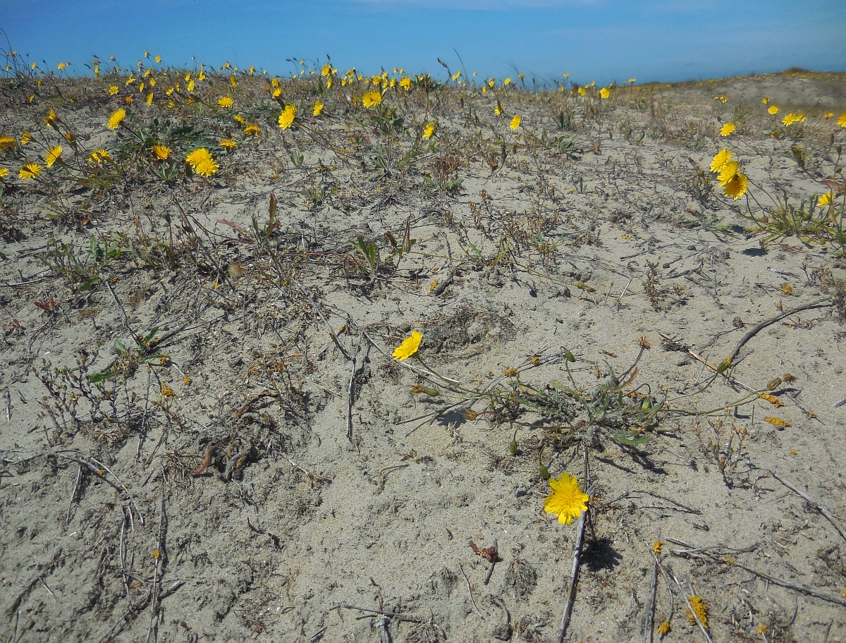 Leontodon saxatilis, Lesser Hawkbit