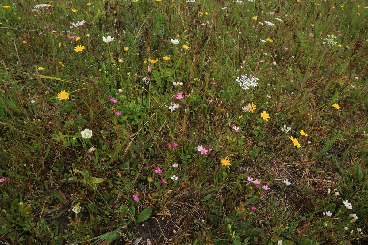 Leontodon saxatilis, Lesser Hawkbit