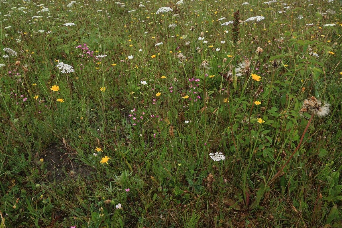 Leontodon saxatilis, Lesser Hawkbit