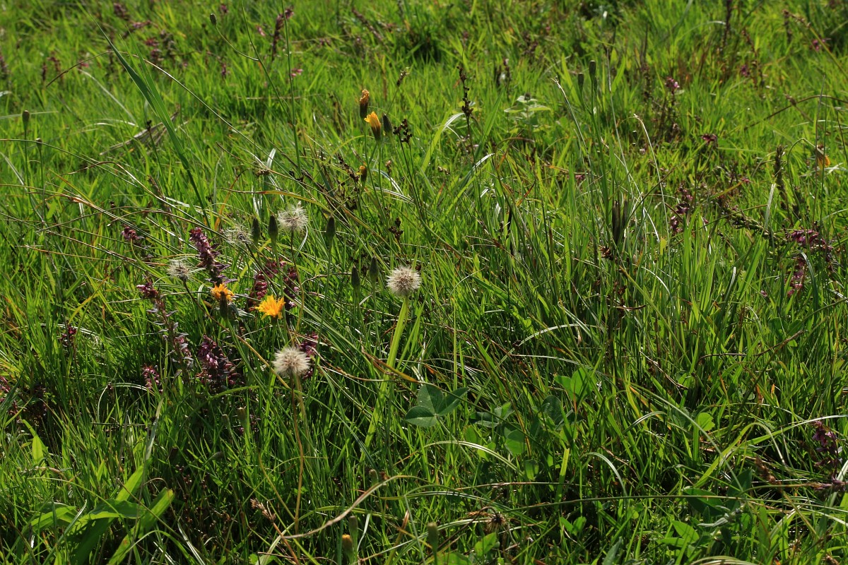 Leontodon saxatilis, Lesser Hawkbit