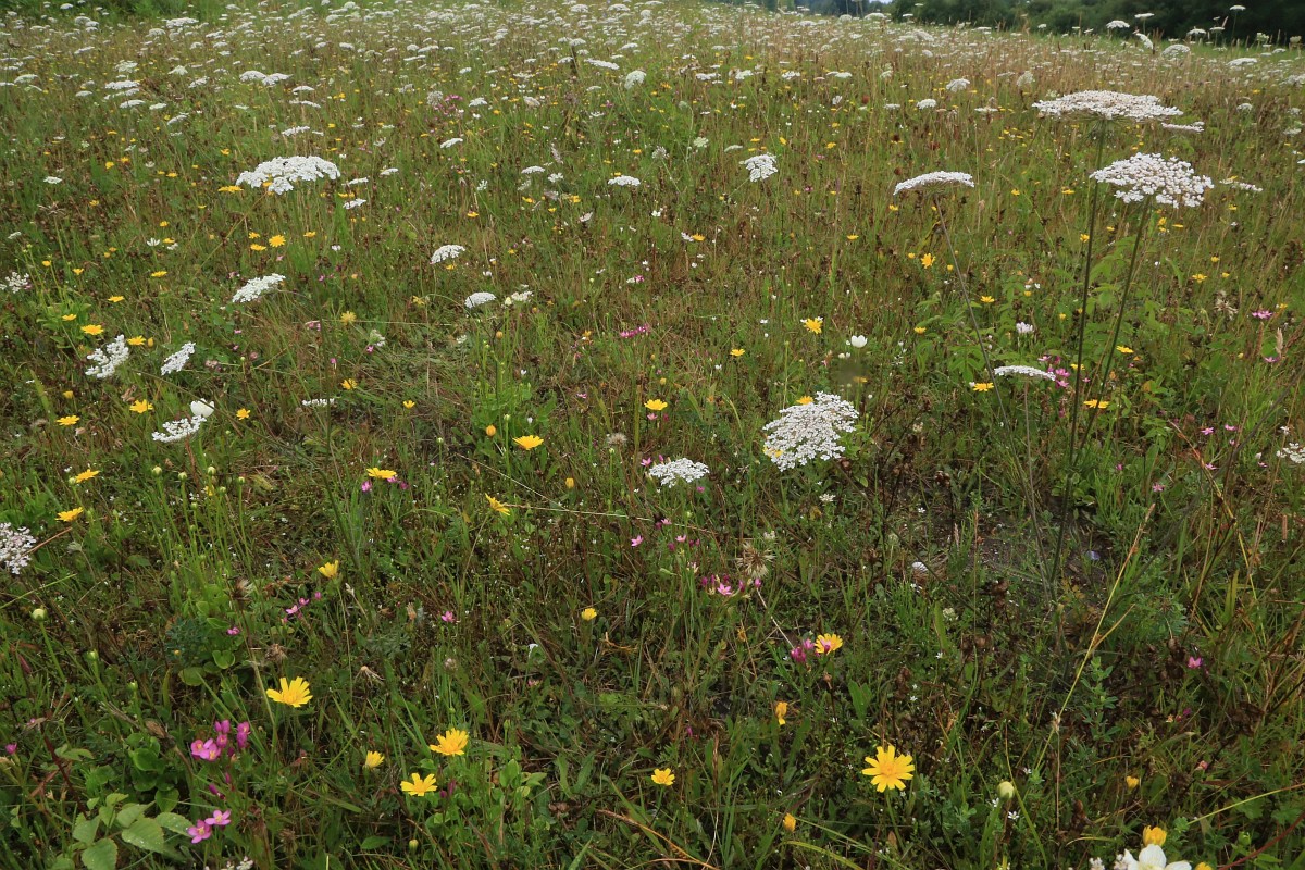 Leontodon saxatilis, Lesser Hawkbit