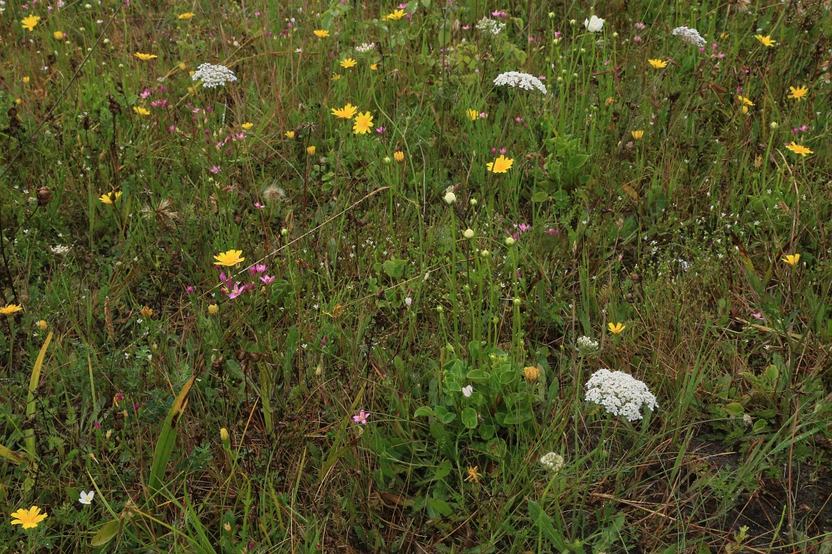 Leontodon saxatilis, Lesser Hawkbit