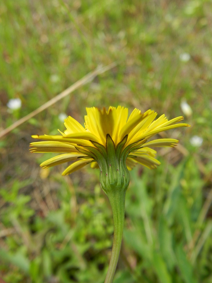 Leontodon saxatilis, Lesser Hawkbit