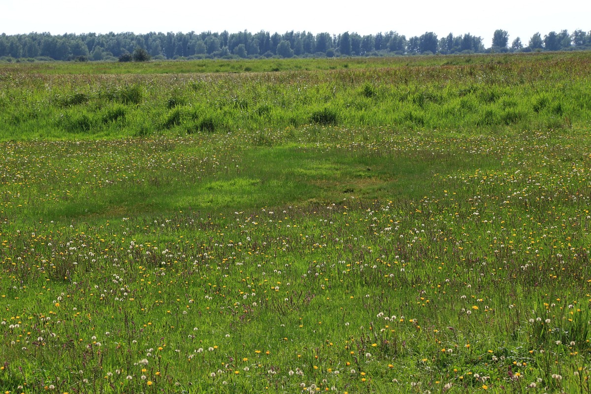 Leontodon saxatilis, Lesser Hawkbit