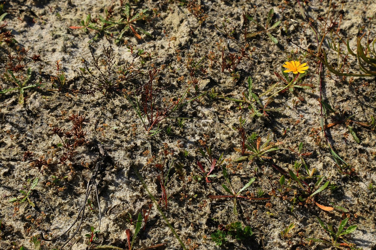 Leontodon saxatilis, Lesser Hawkbit