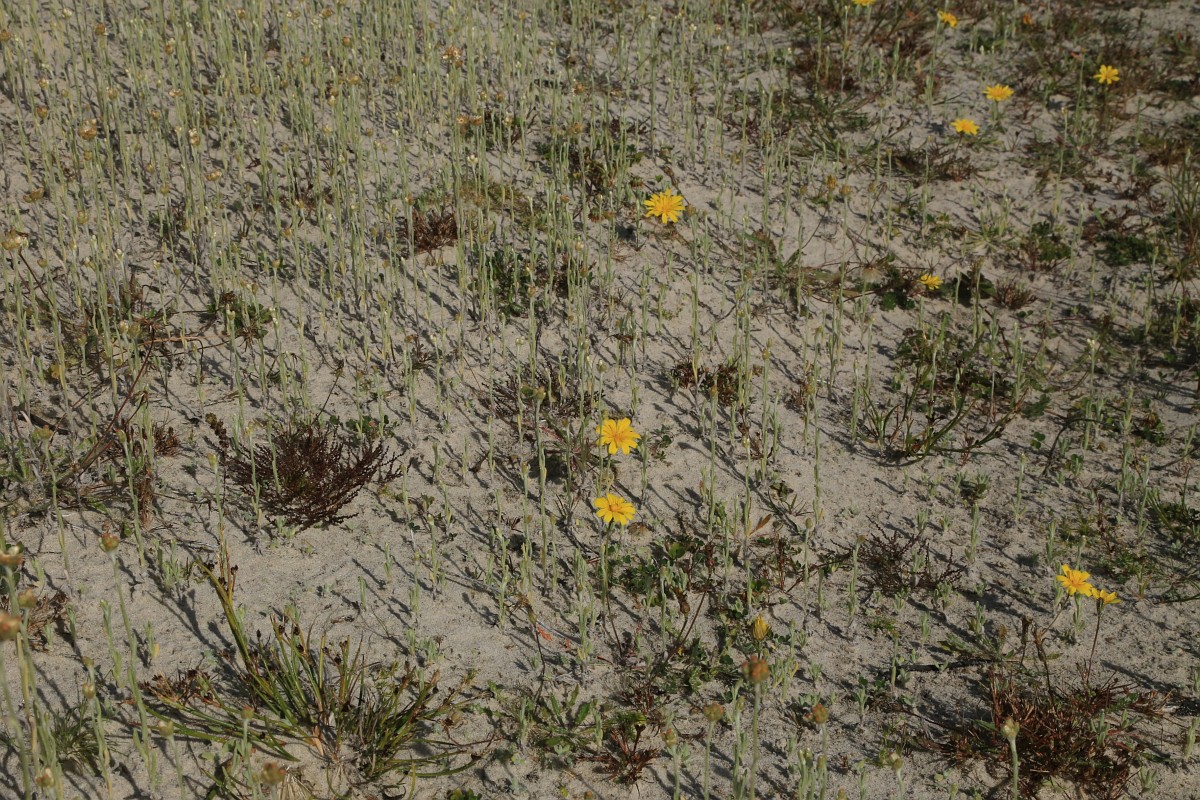 Leontodon saxatilis, Lesser Hawkbit