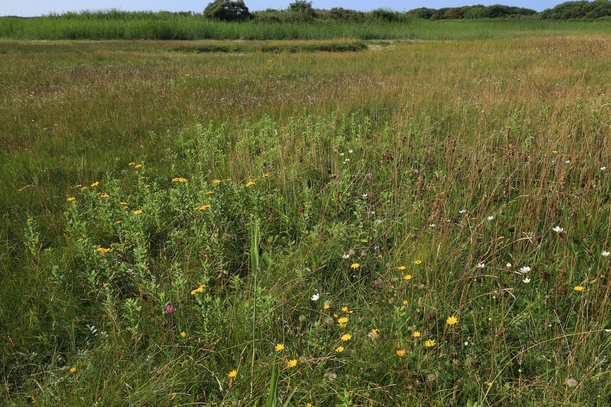 Leontodon saxatilis, Lesser Hawkbit