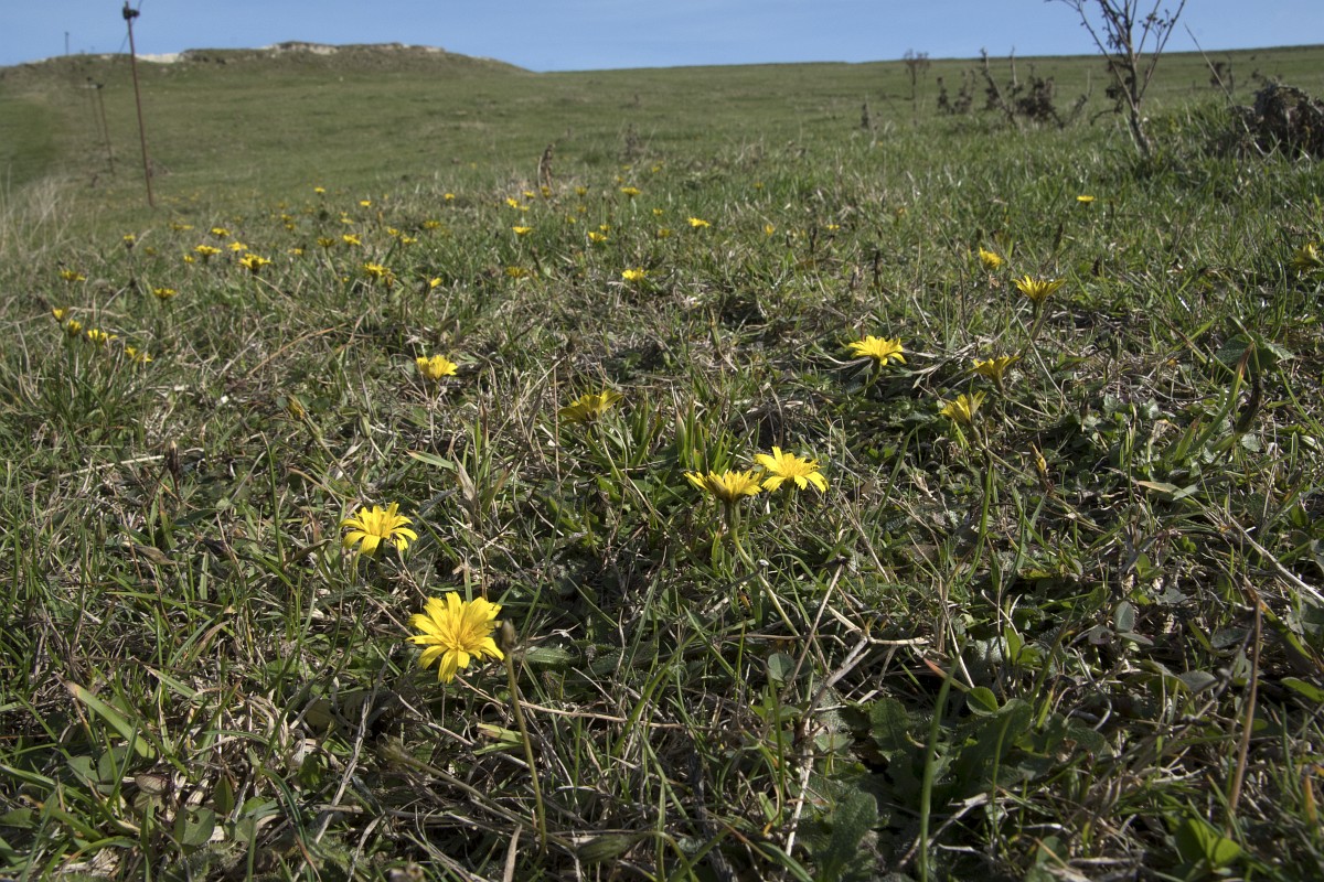Leontodon saxatilis, Lesser Hawkbit