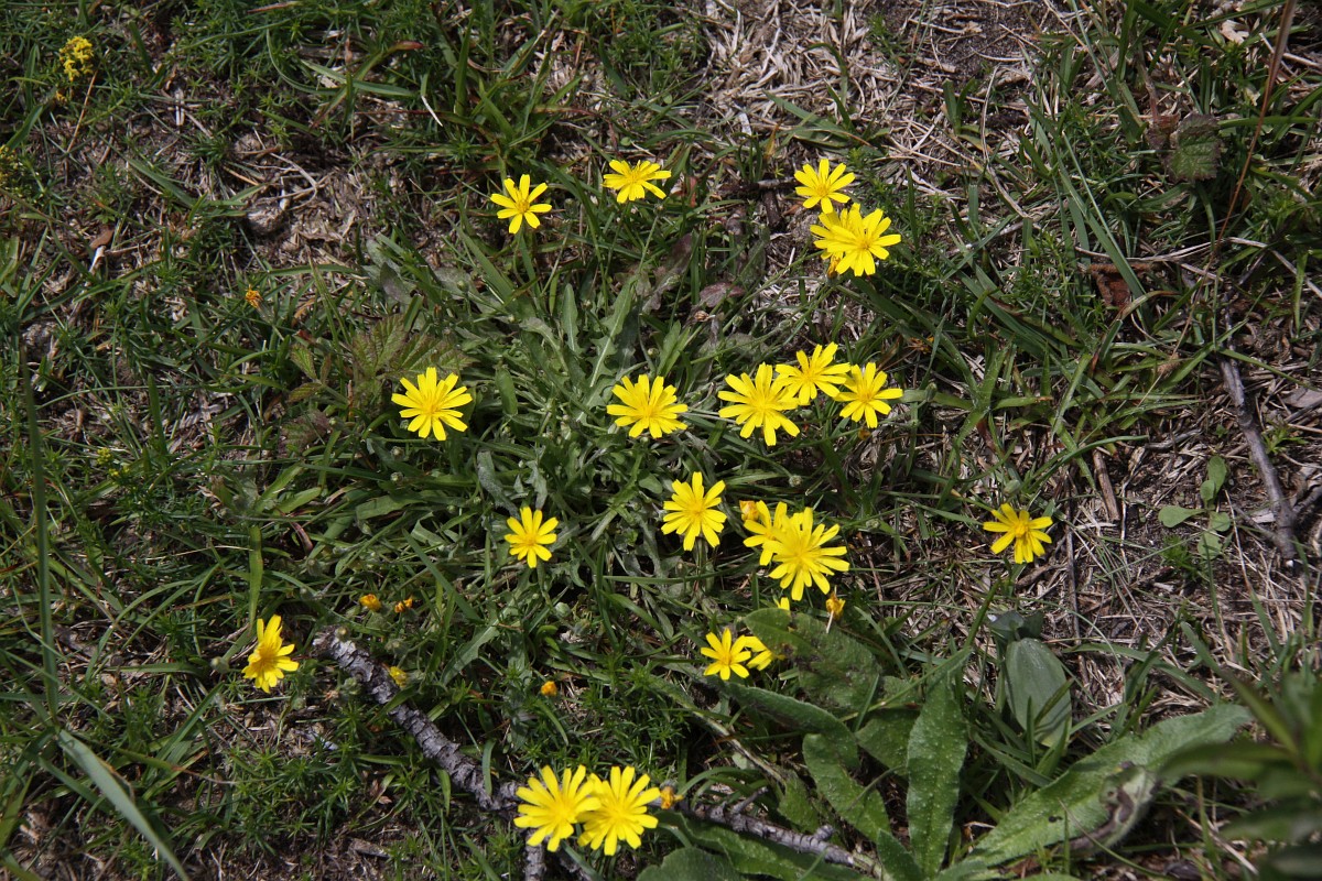 Leontodon saxatilis, Lesser Hawkbit