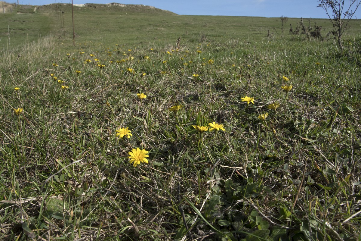 Leontodon saxatilis, Lesser Hawkbit