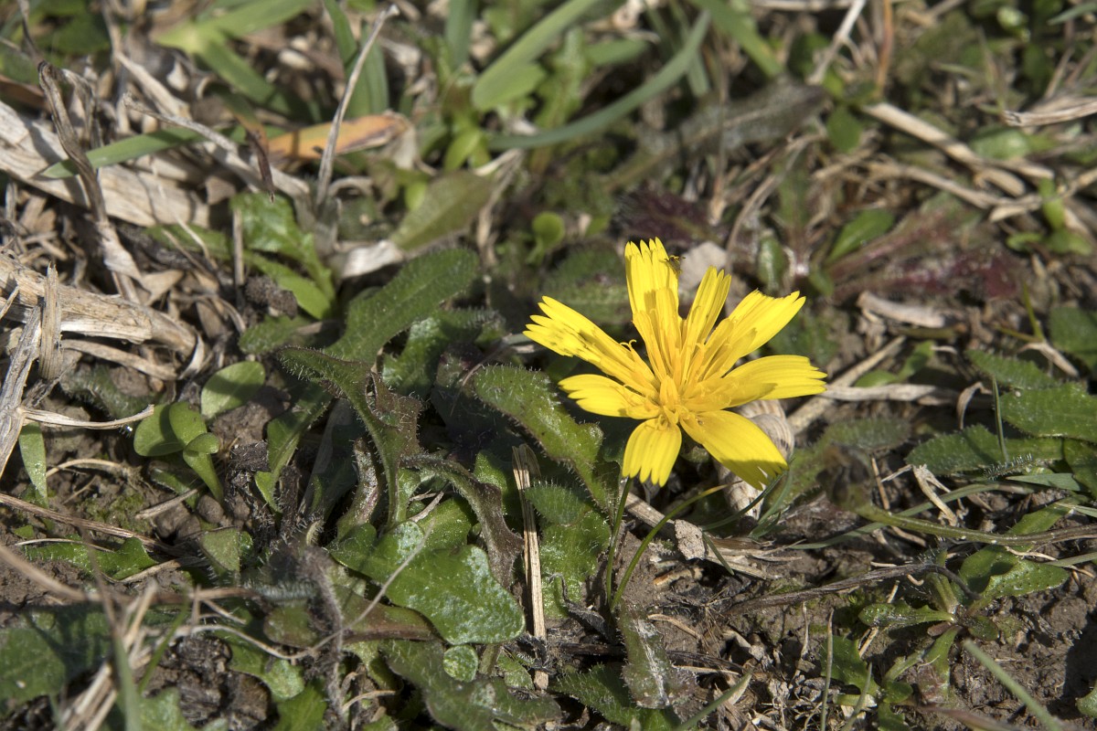 Leontodon saxatilis, Lesser Hawkbit