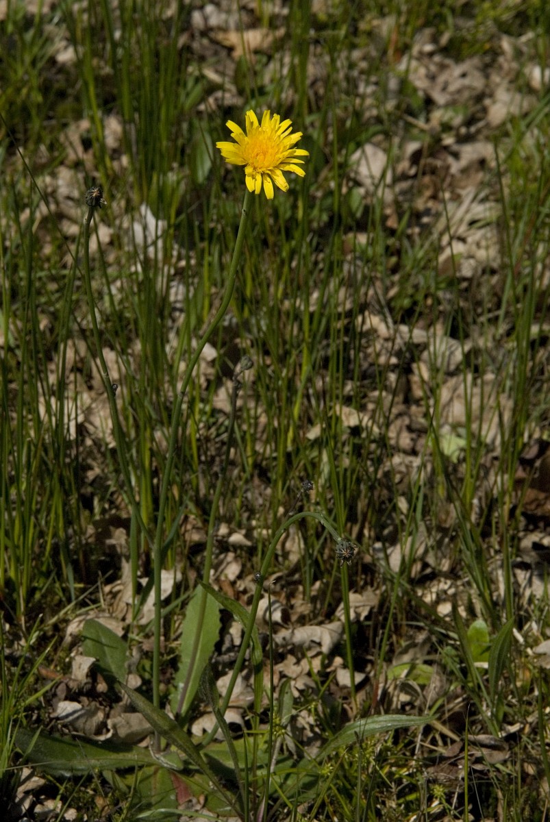 Leontodon saxatilis, Lesser Hawkbit