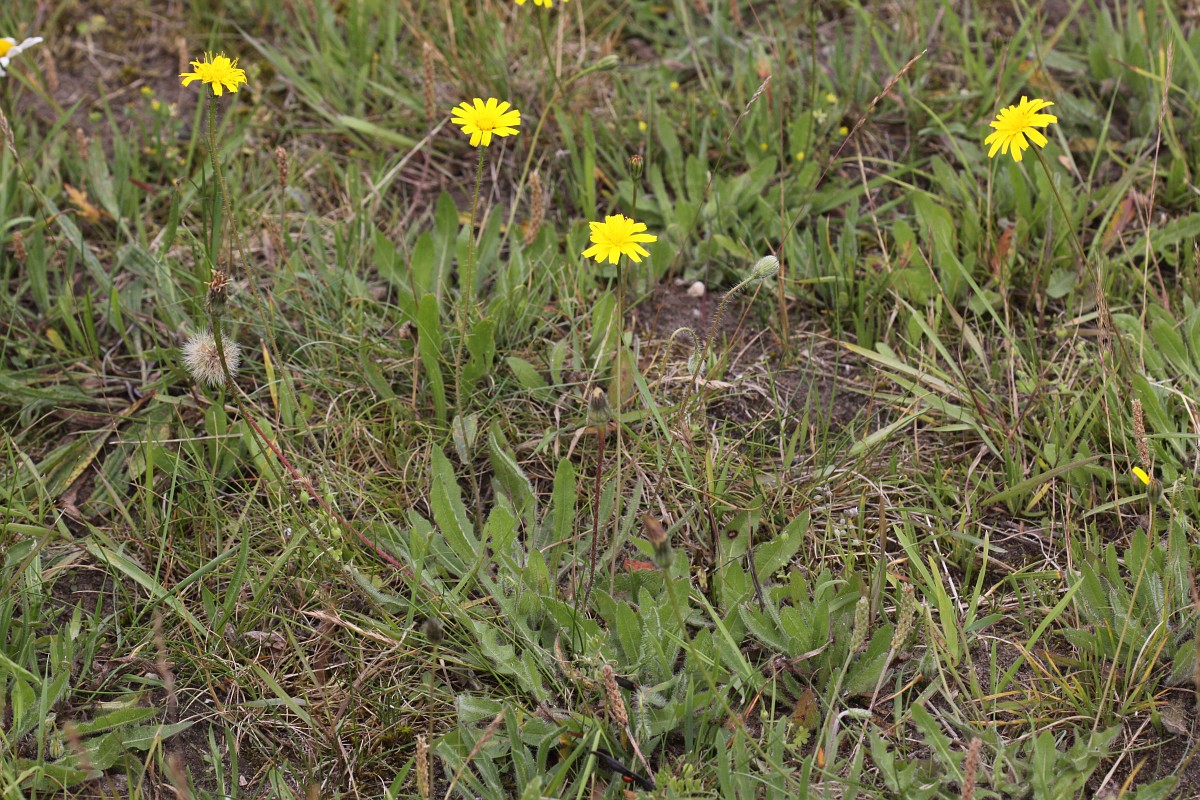 Leontodon saxatilis, Lesser Hawkbit