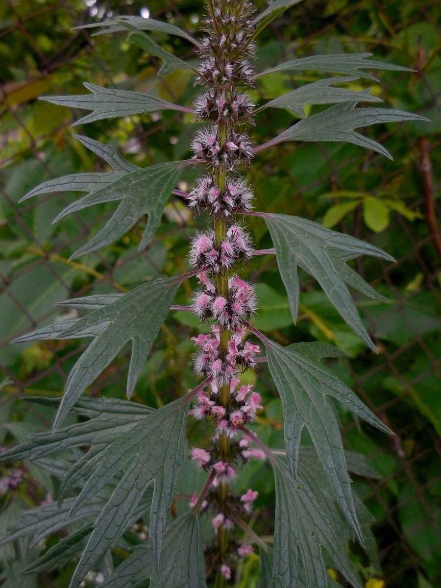 Leonurus cardiaca, Common Motherwort