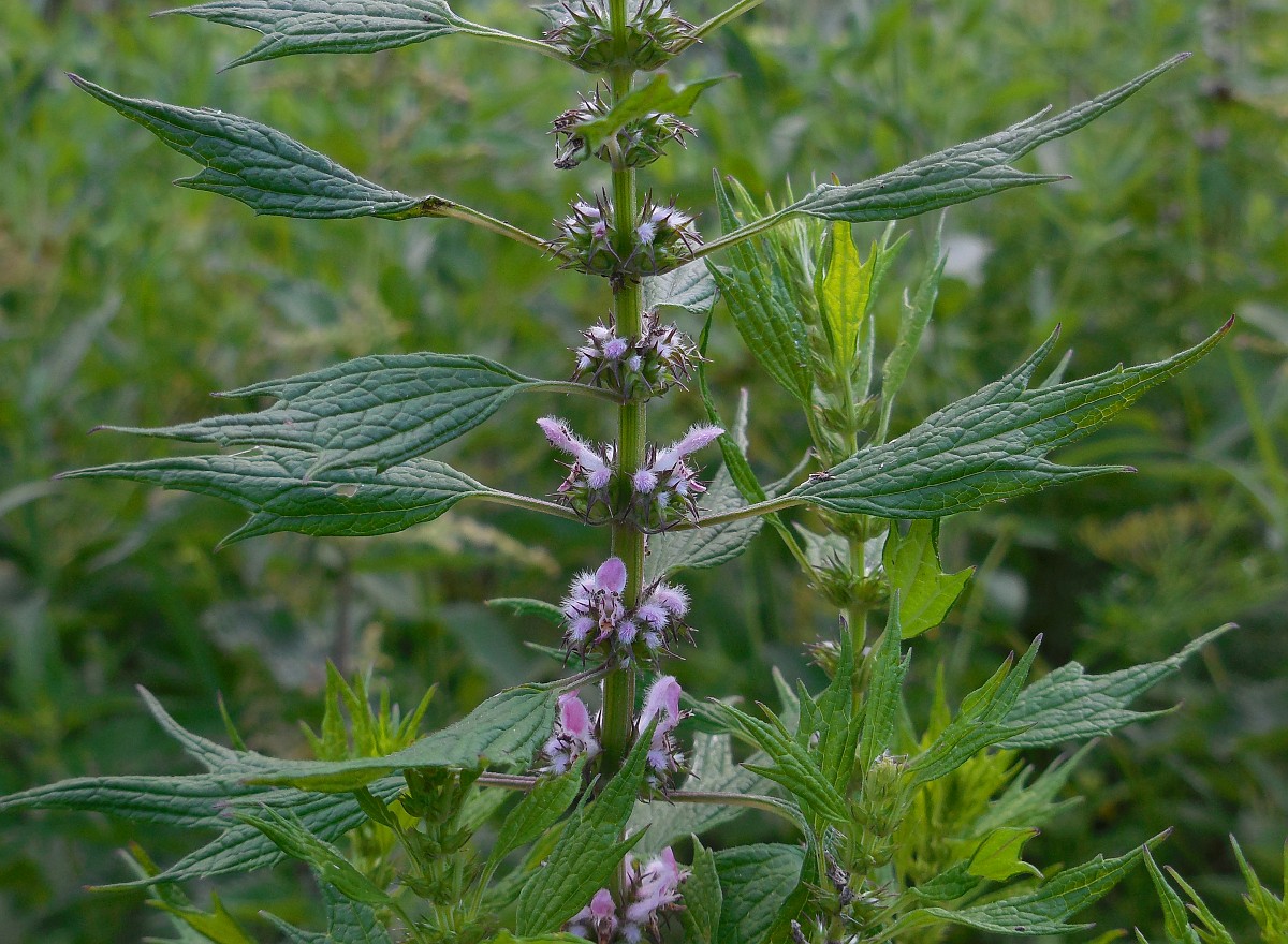 Leonurus cardiaca, Common Motherwort