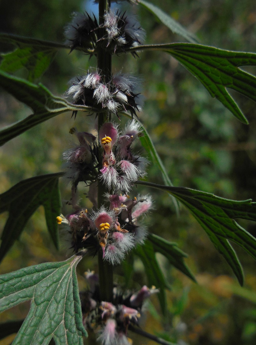 Leonurus cardiaca, Common Motherwort