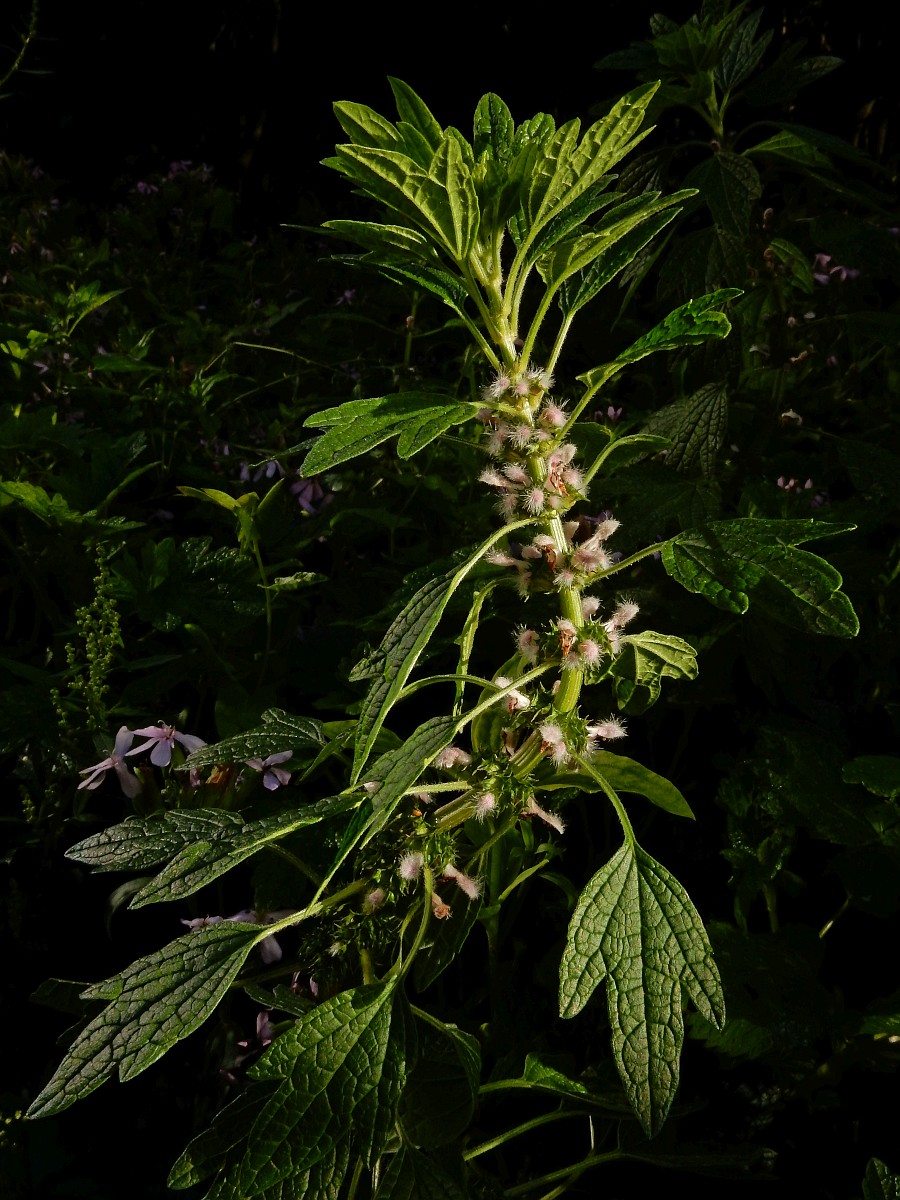 Leonurus cardiaca, Common Motherwort