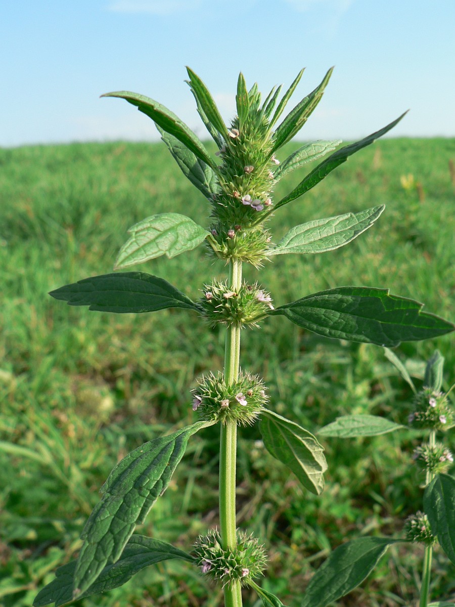 Leonurus cardiaca, Common Motherwort