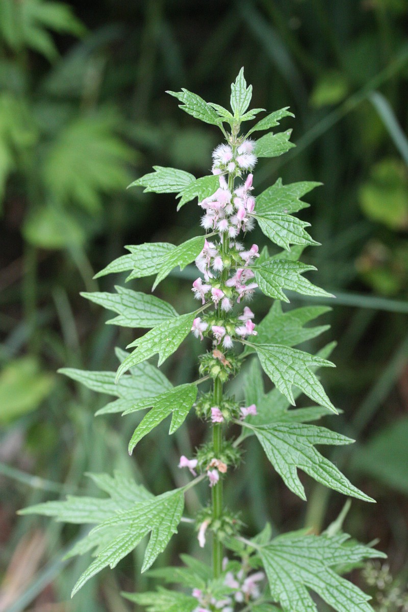 Leonurus cardiaca, Common Motherwort
