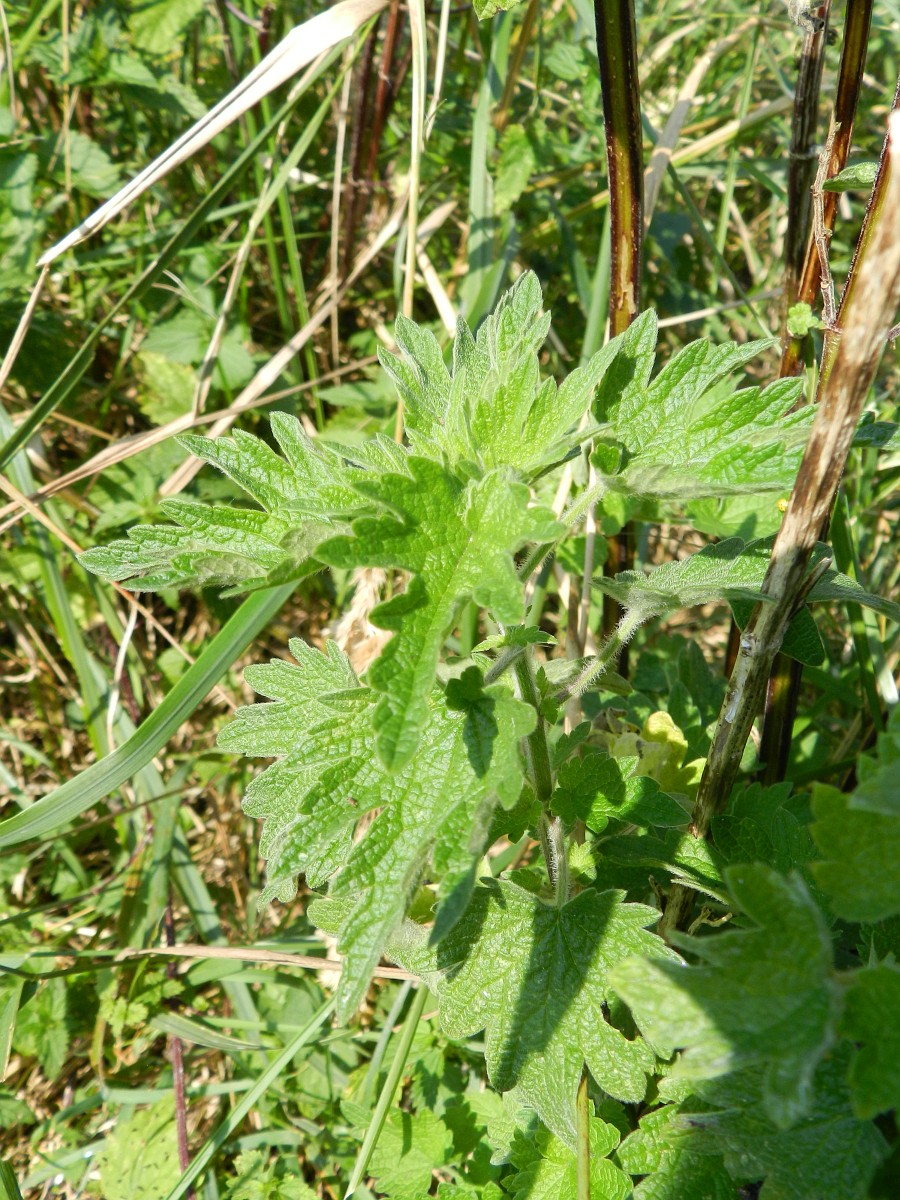 Leonurus cardiaca, Common Motherwort