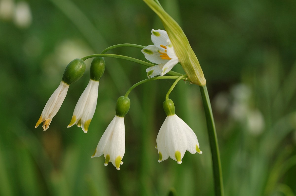 Leucojum aestivum, Summer Snowflake