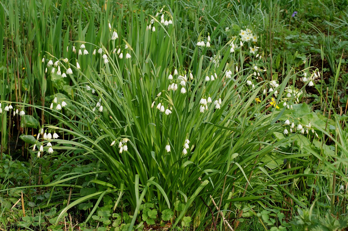 Leucojum aestivum, Summer Snowflake