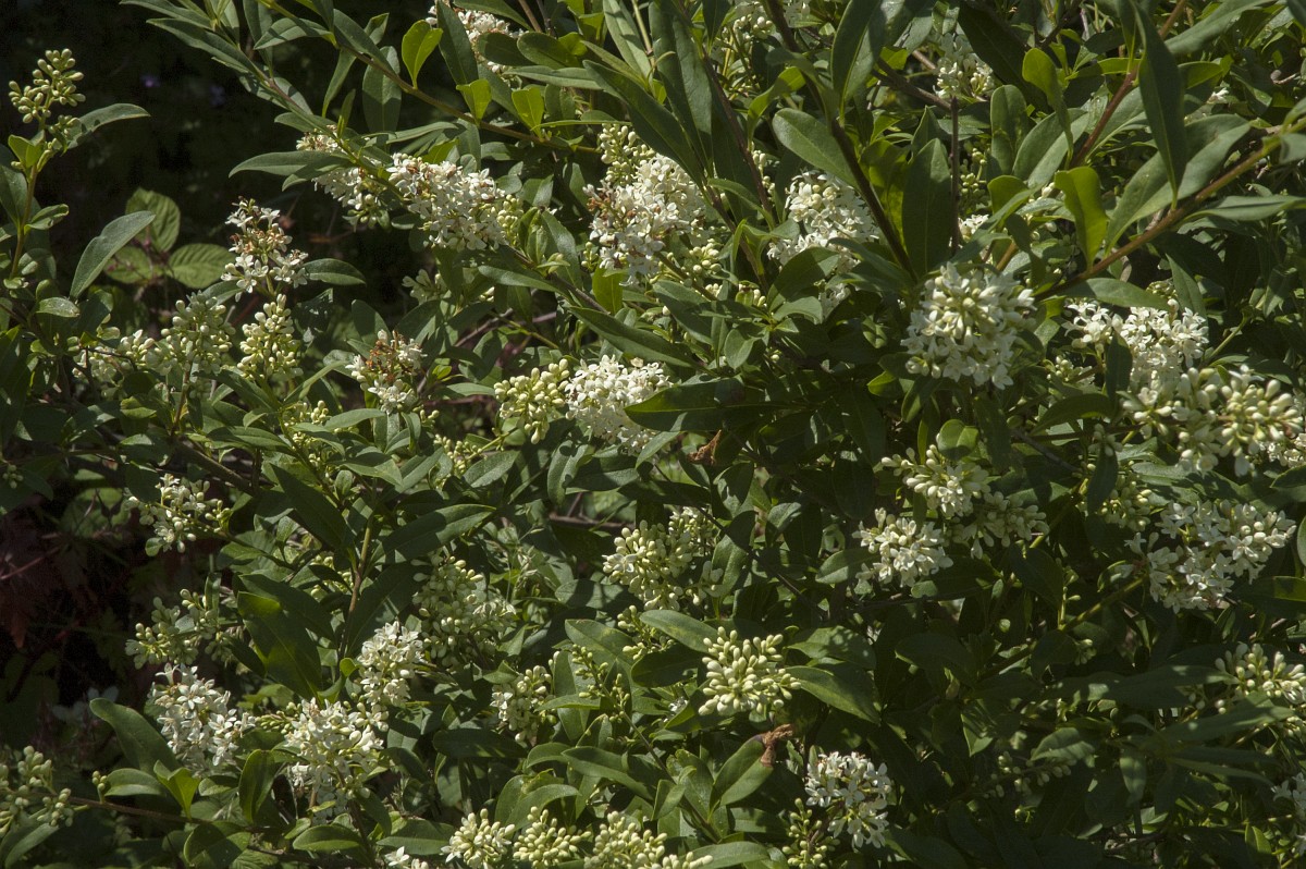 Ligustrum vulgare, Wild Privet