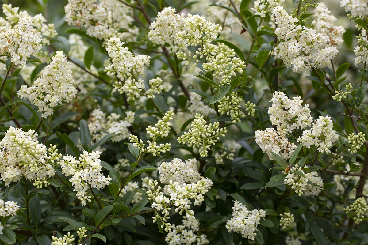 Ligustrum vulgare, Wild Privet