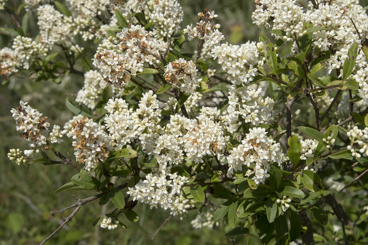 Ligustrum vulgare, Wild Privet