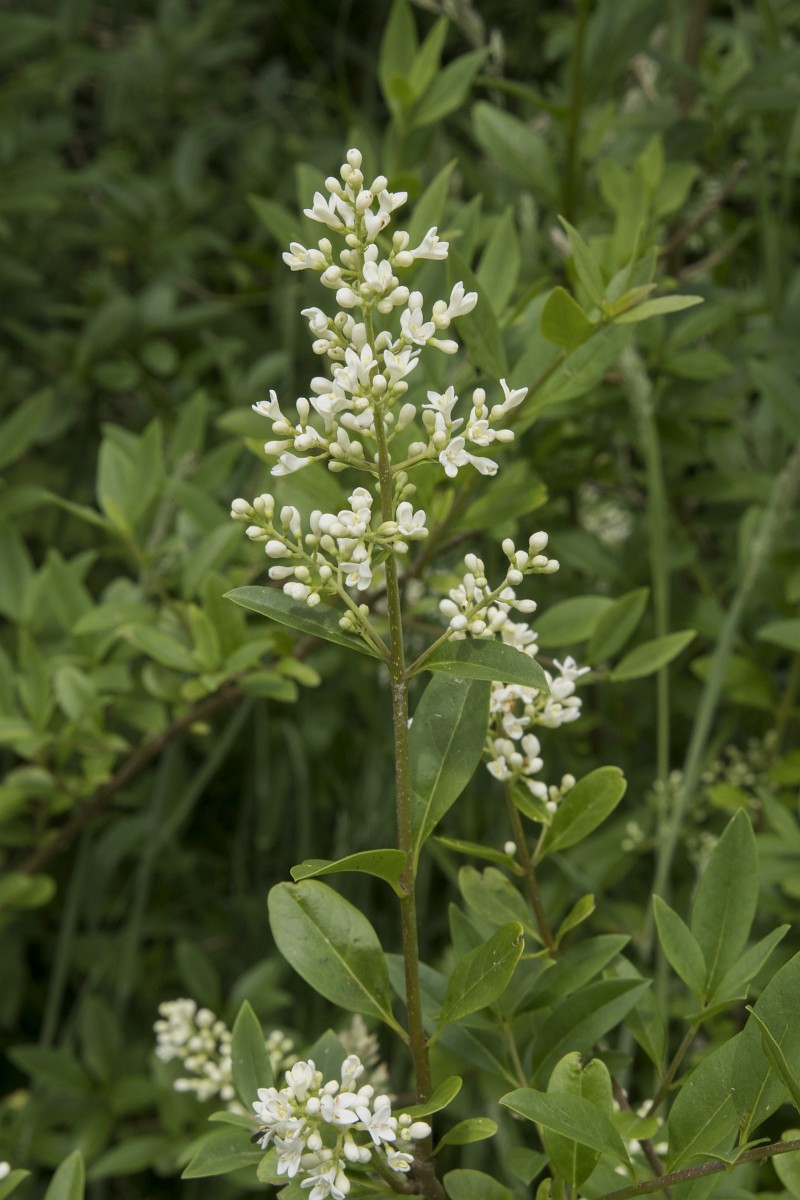 Ligustrum vulgare, Wild Privet