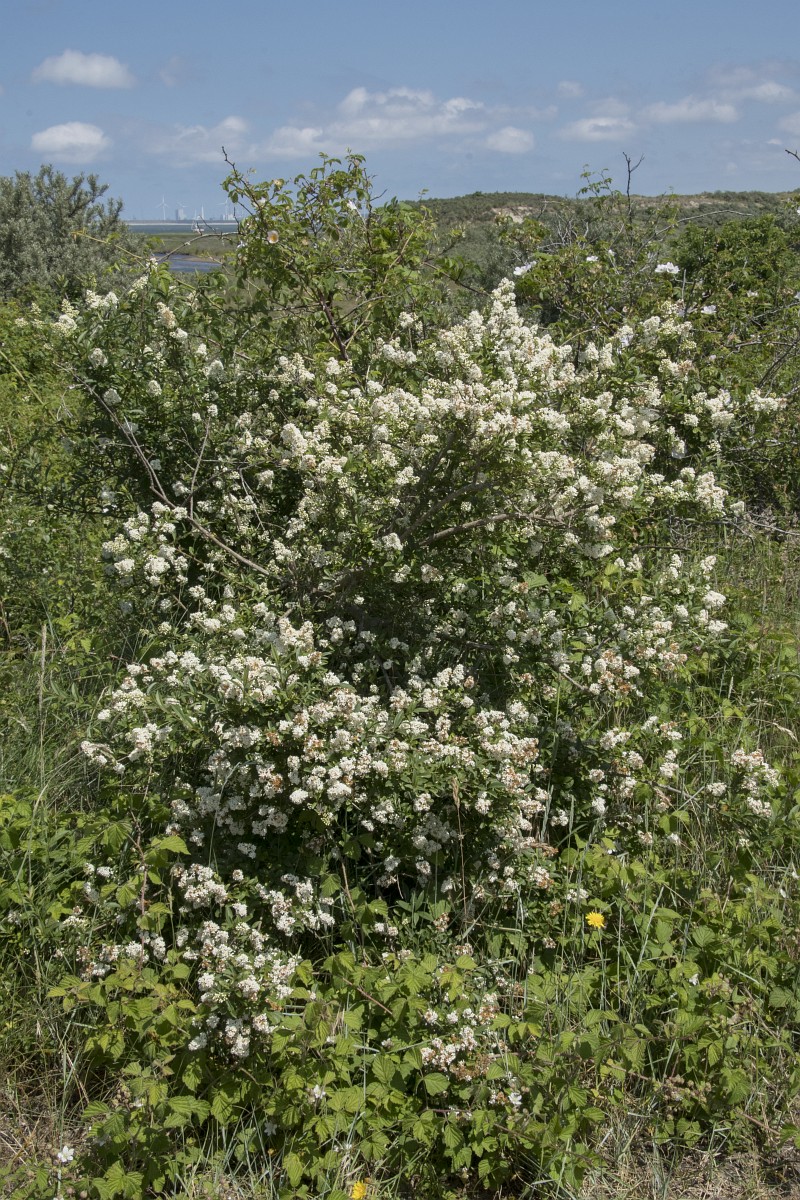 Ligustrum vulgare, Wild Privet