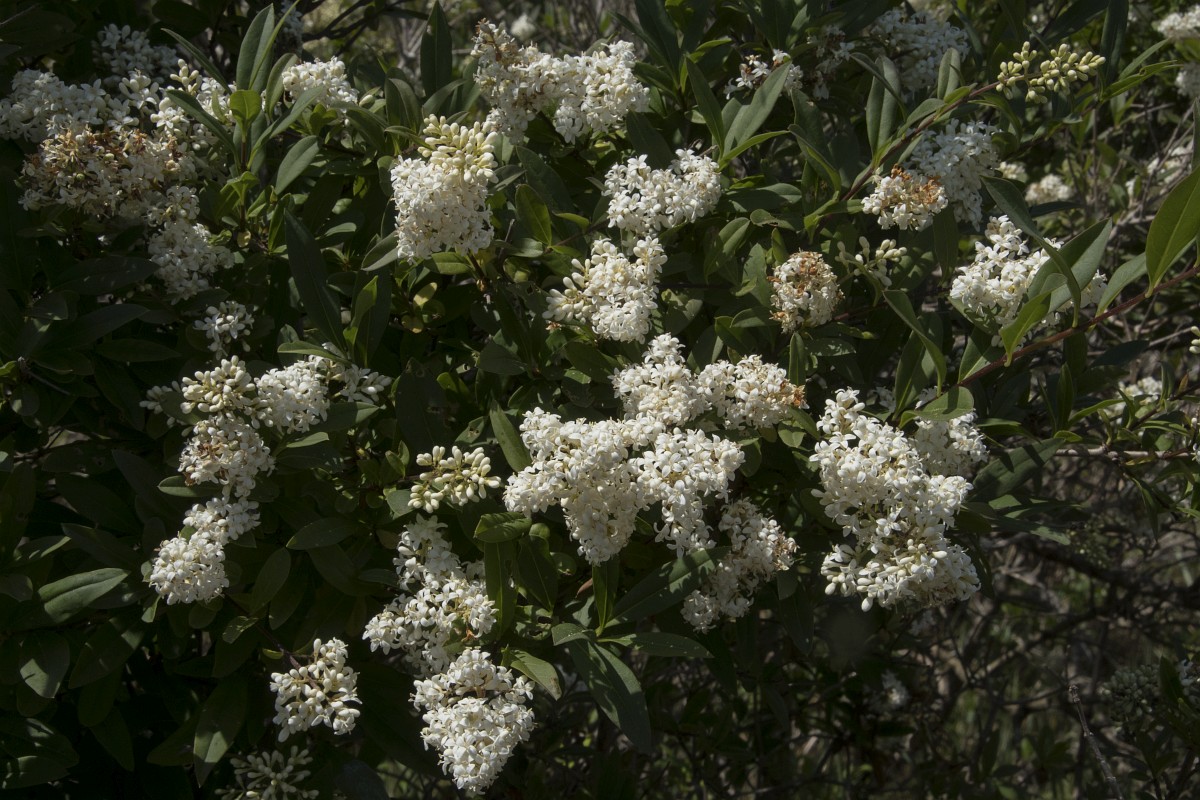 Ligustrum vulgare, Wild Privet