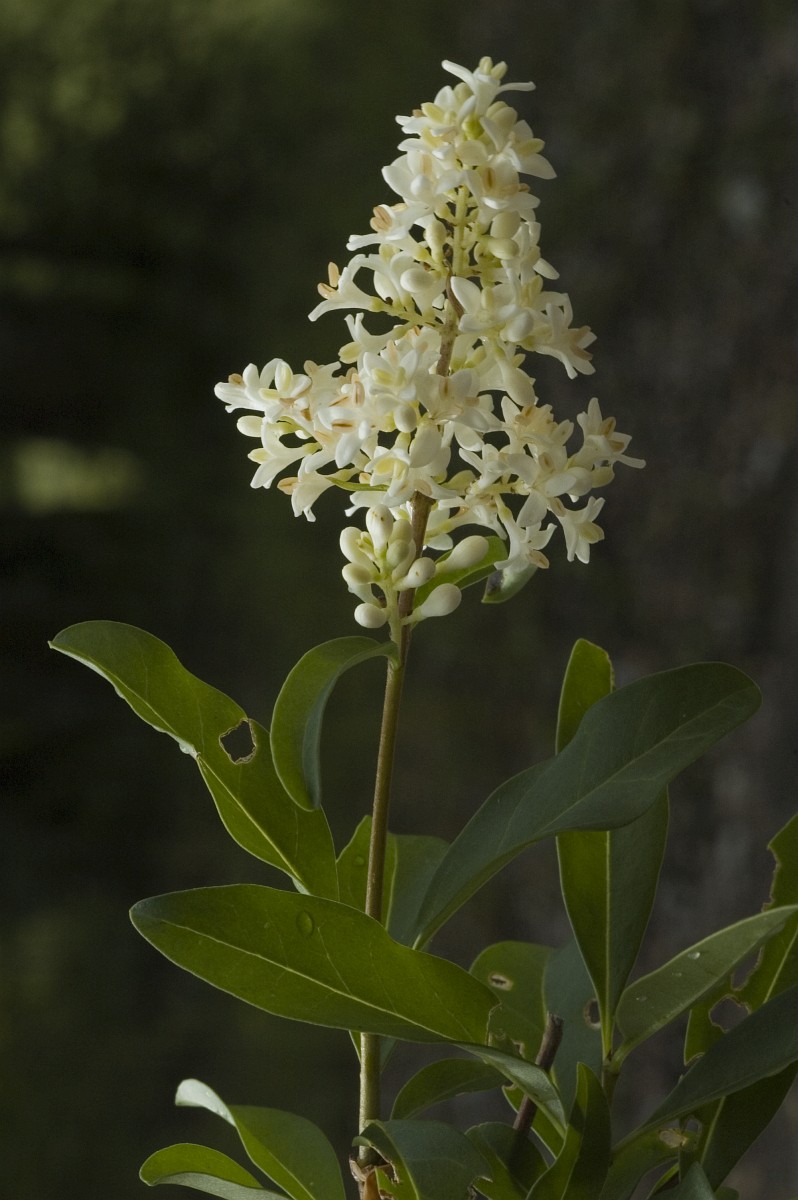 Ligustrum vulgare, Wild Privet