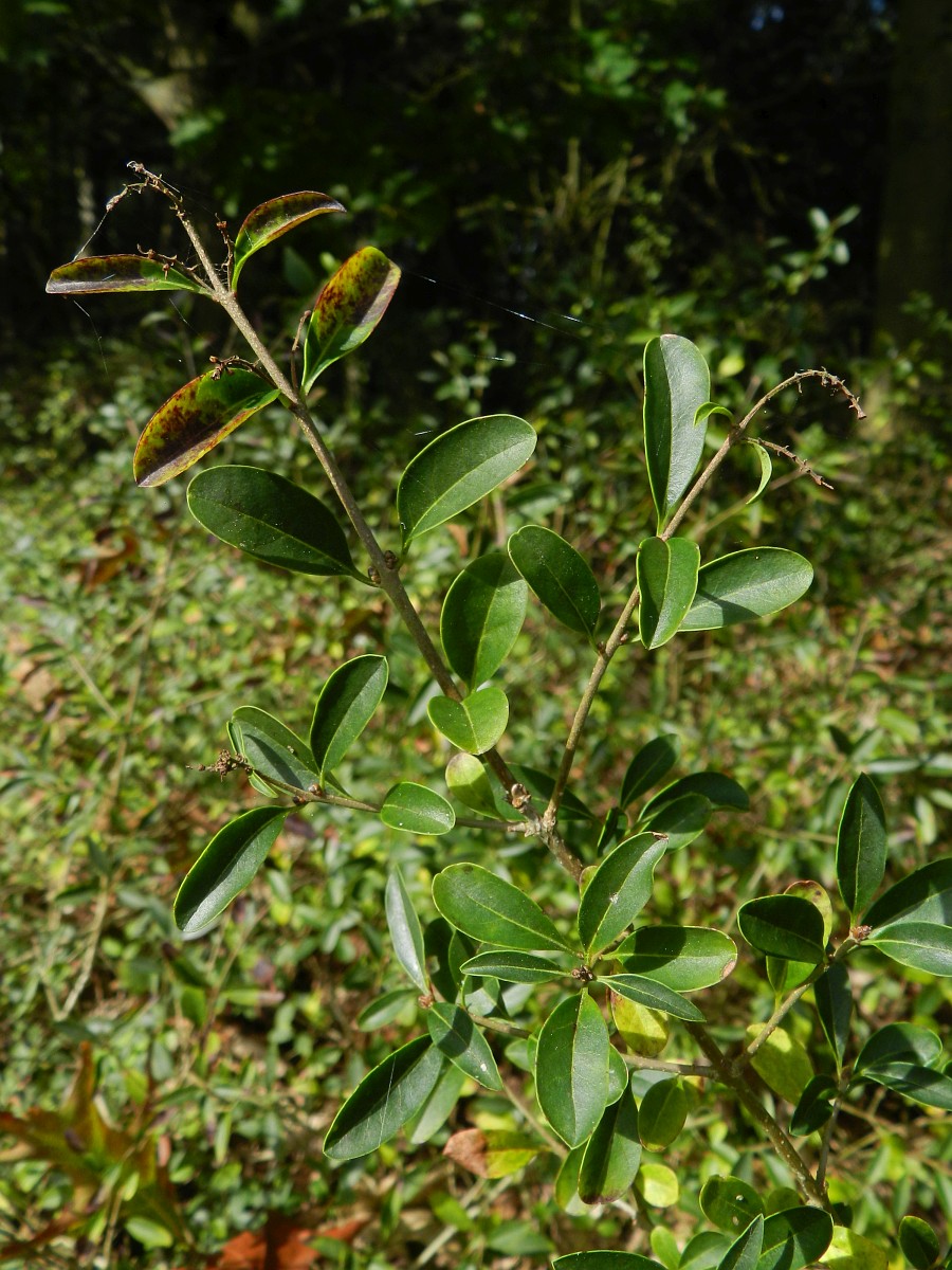 Ligustrum vulgare, Wild Privet