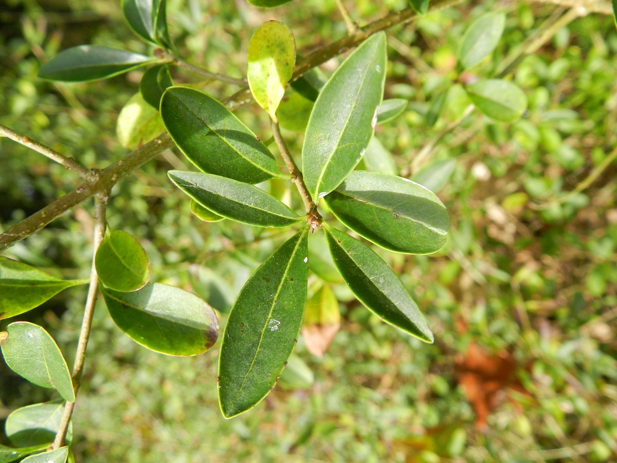 Ligustrum vulgare, Wild Privet