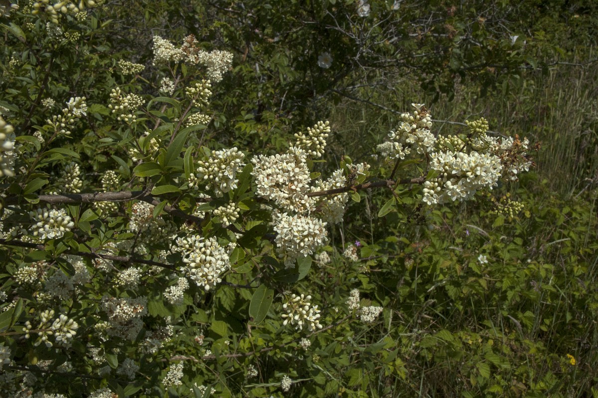 Ligustrum vulgare, Wild Privet