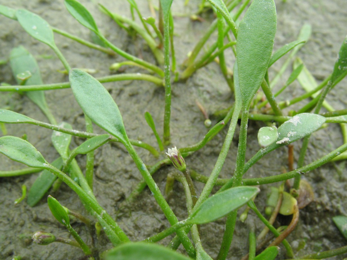 Limosella aquatica, Water Mudwort