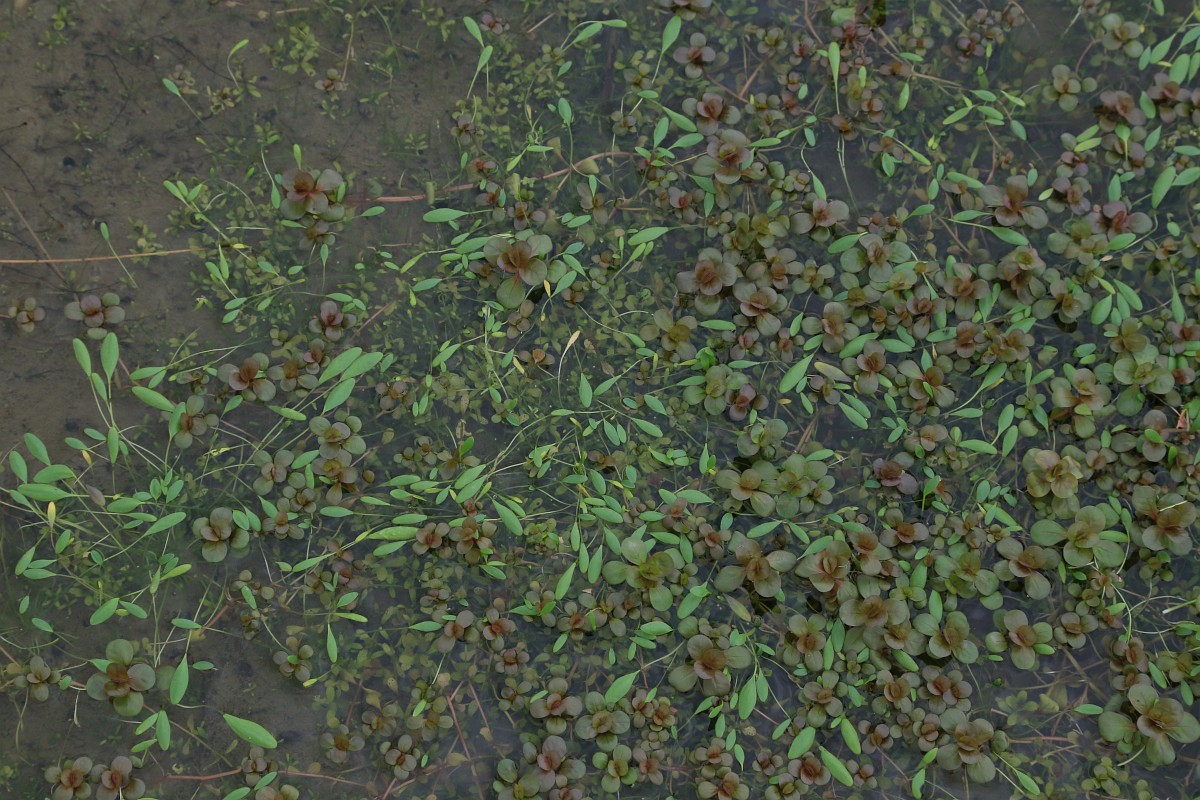 Limosella aquatica, Water Mudwort