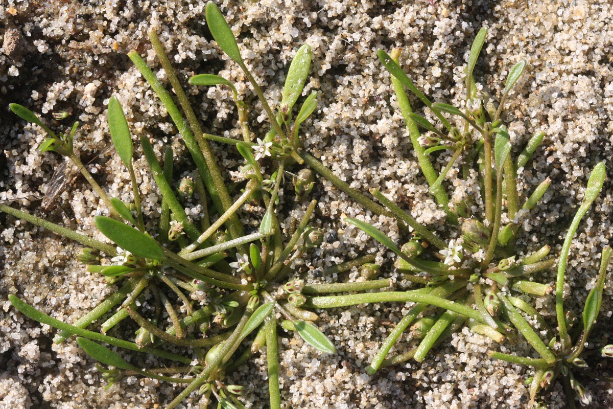 Limosella aquatica, Water Mudwort
