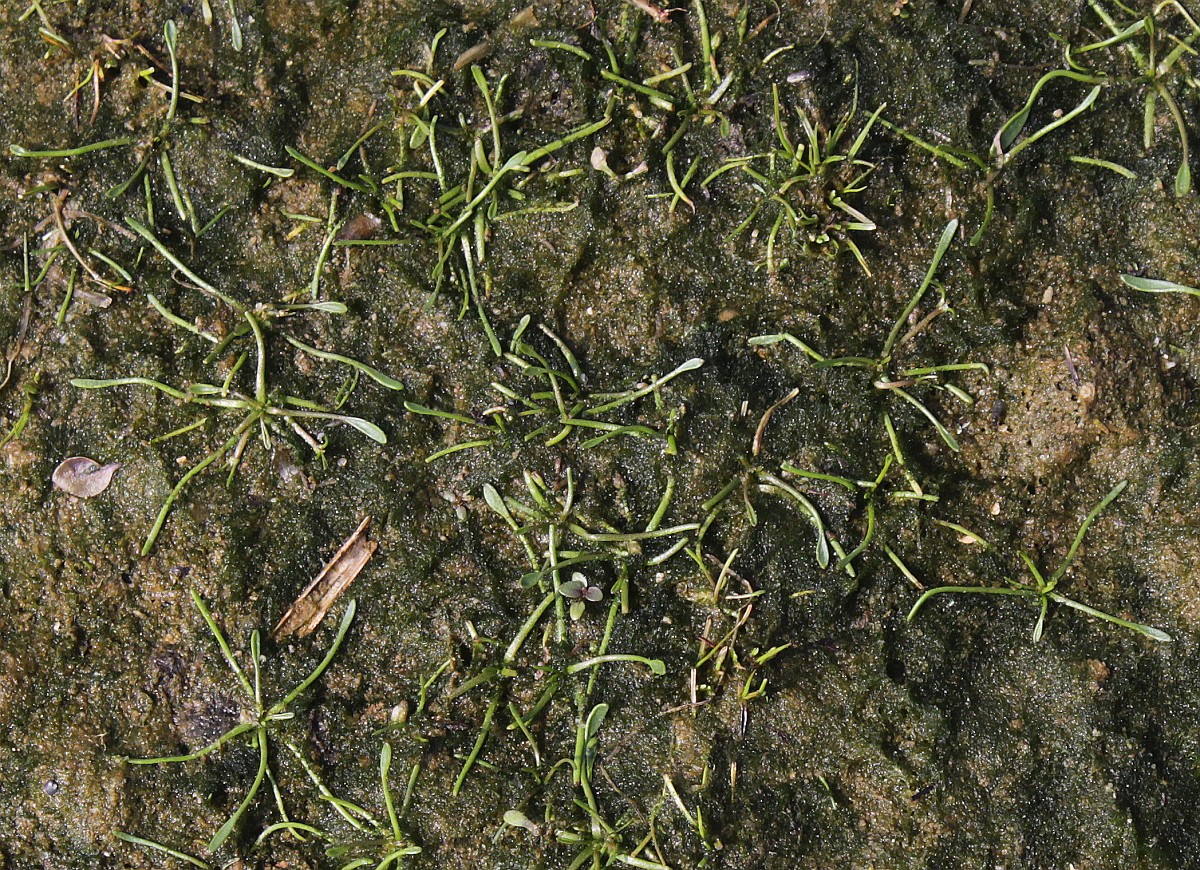 Limosella aquatica, Water Mudwort
