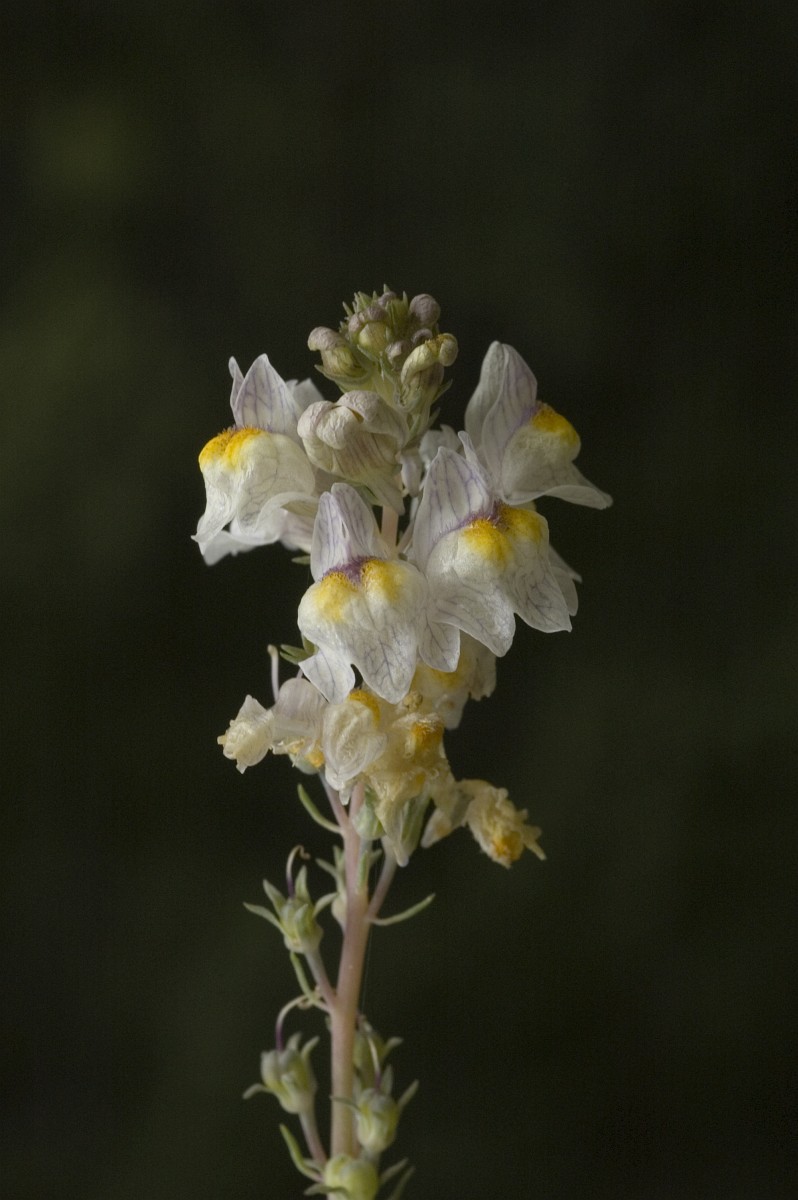 Linaria repens, Pale Toadflax