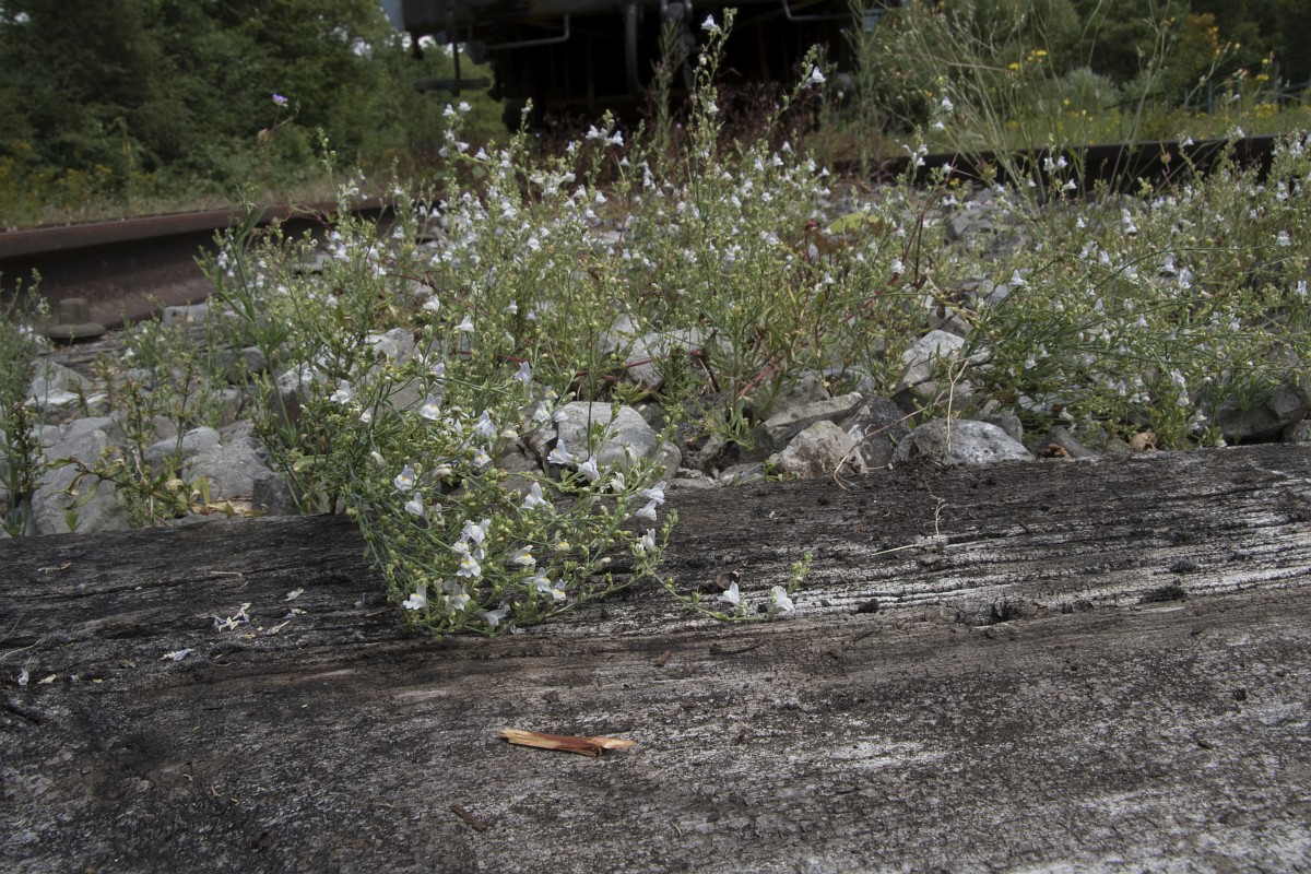 Linaria repens, Pale Toadflax