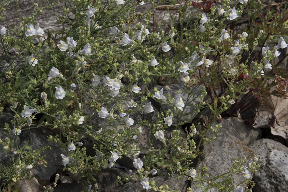 Linaria repens, Pale Toadflax