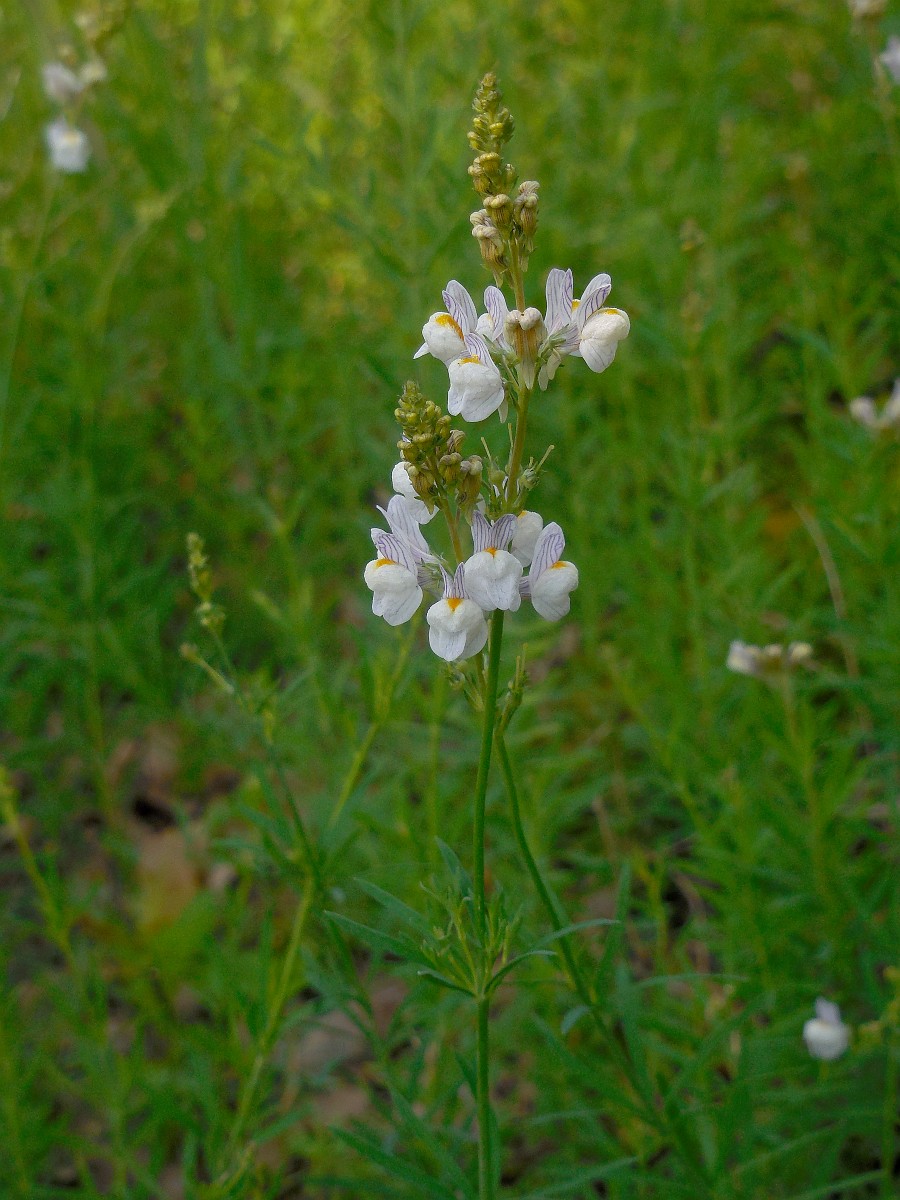 Linaria repens, Pale Toadflax