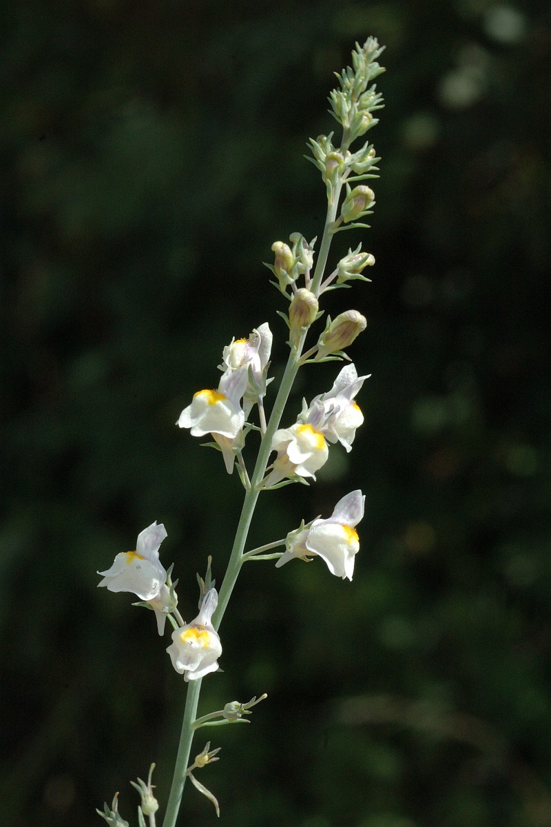 Linaria repens, Pale Toadflax