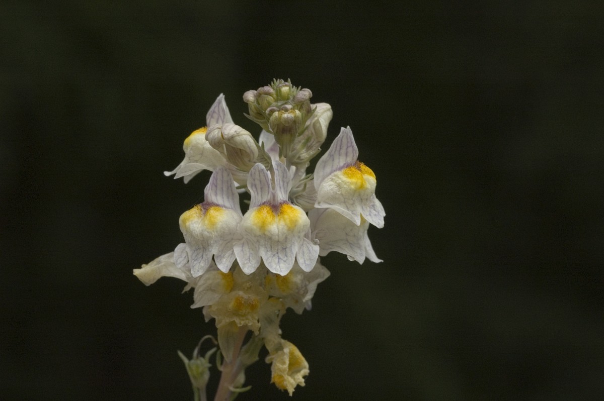Linaria repens, Pale Toadflax