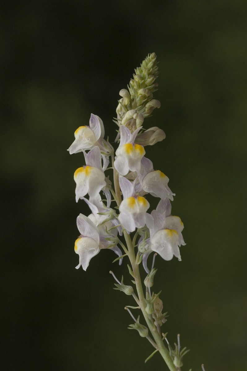 Linaria repens, Pale Toadflax