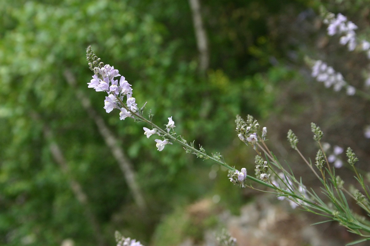 Linaria repens, Pale Toadflax