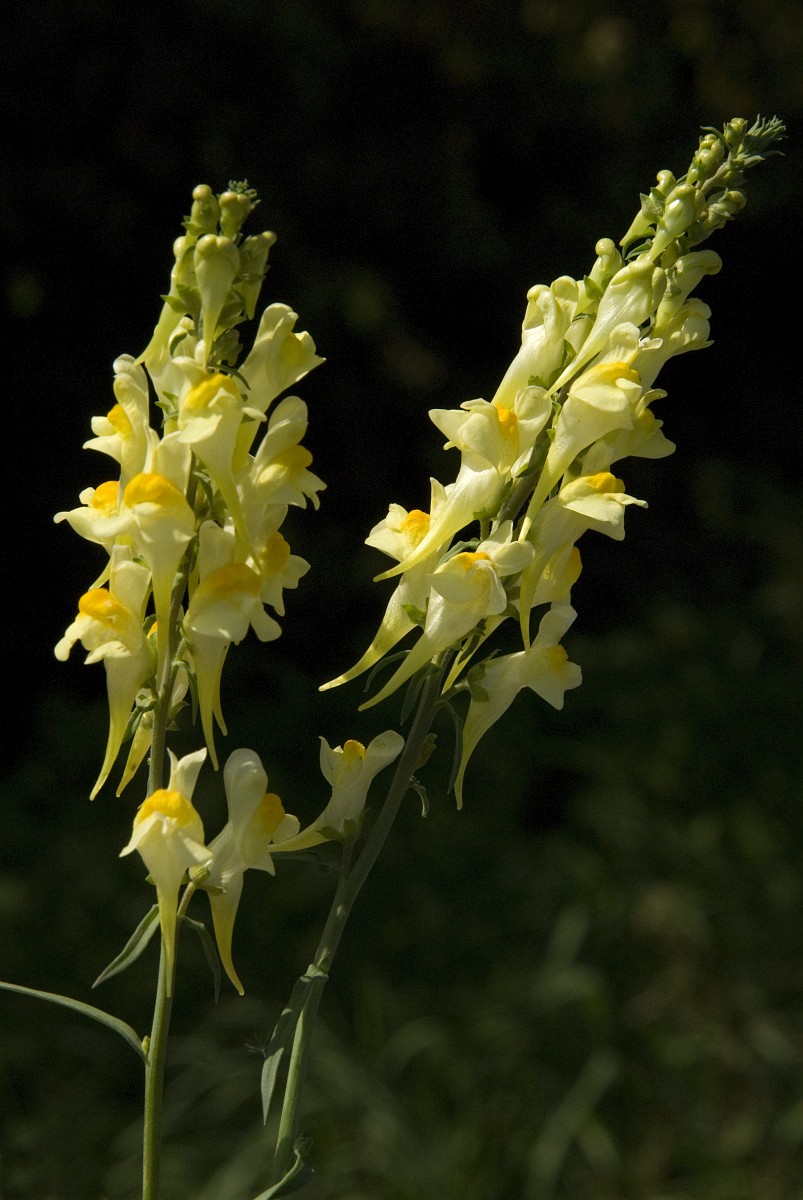 Linaria vulgaris, Common Toadflax