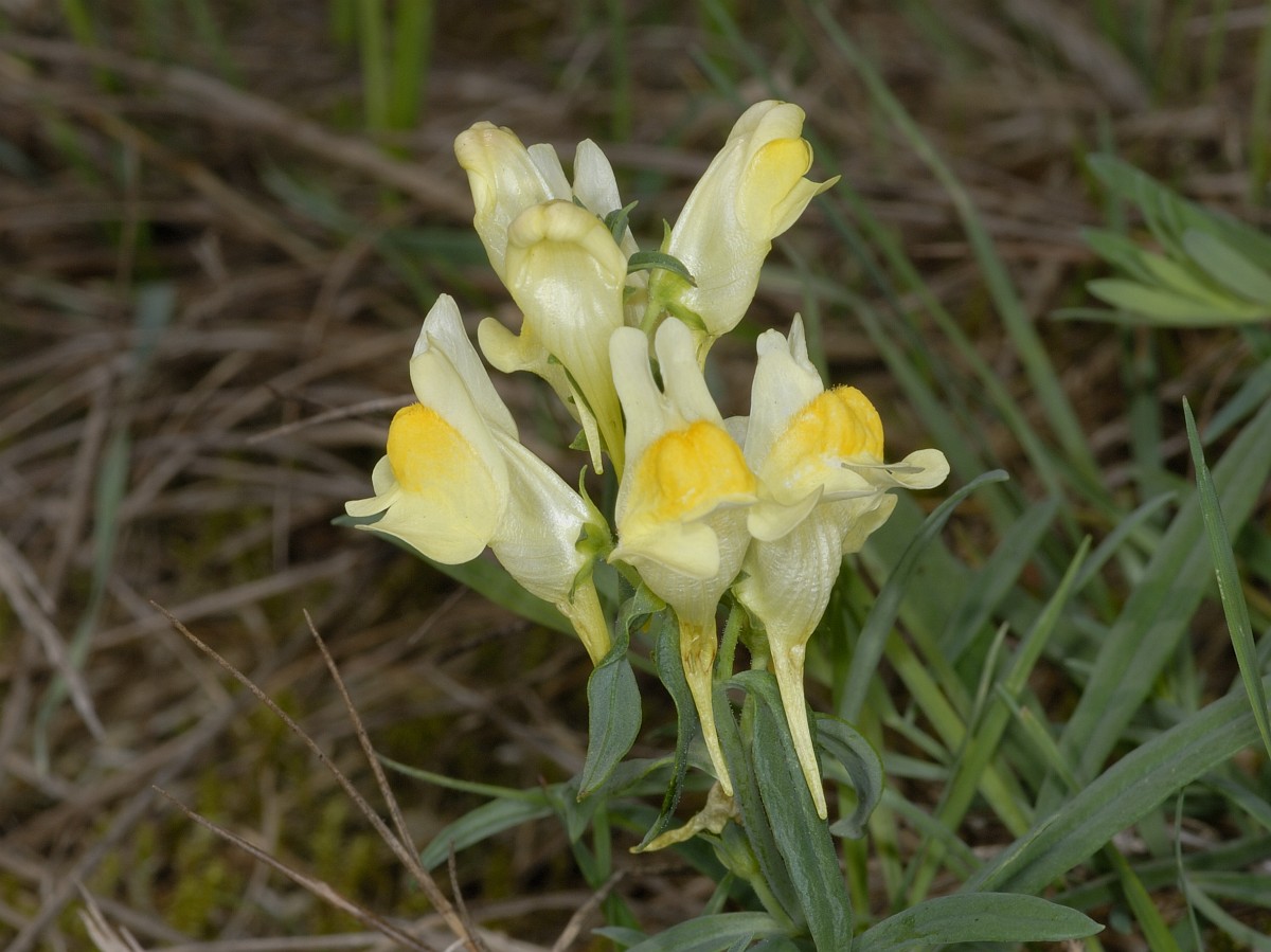 Linaria vulgaris, Common Toadflax